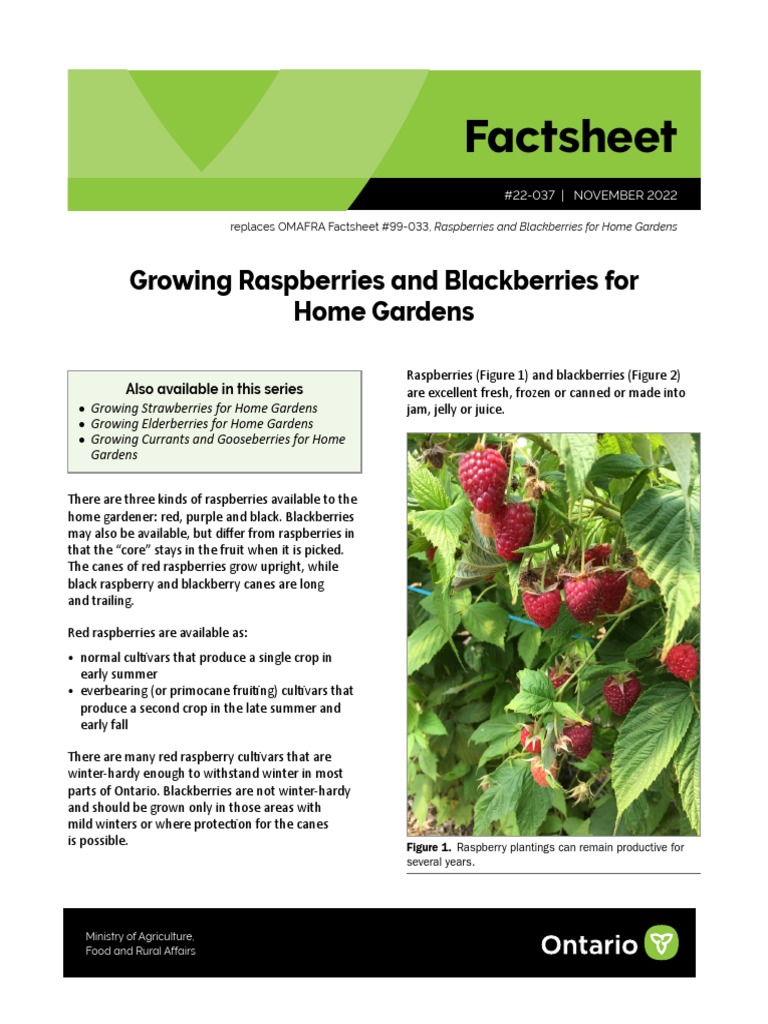 Omafra Growing Raspberries For Home Gardens 22 037 en 2023 03 22 ...