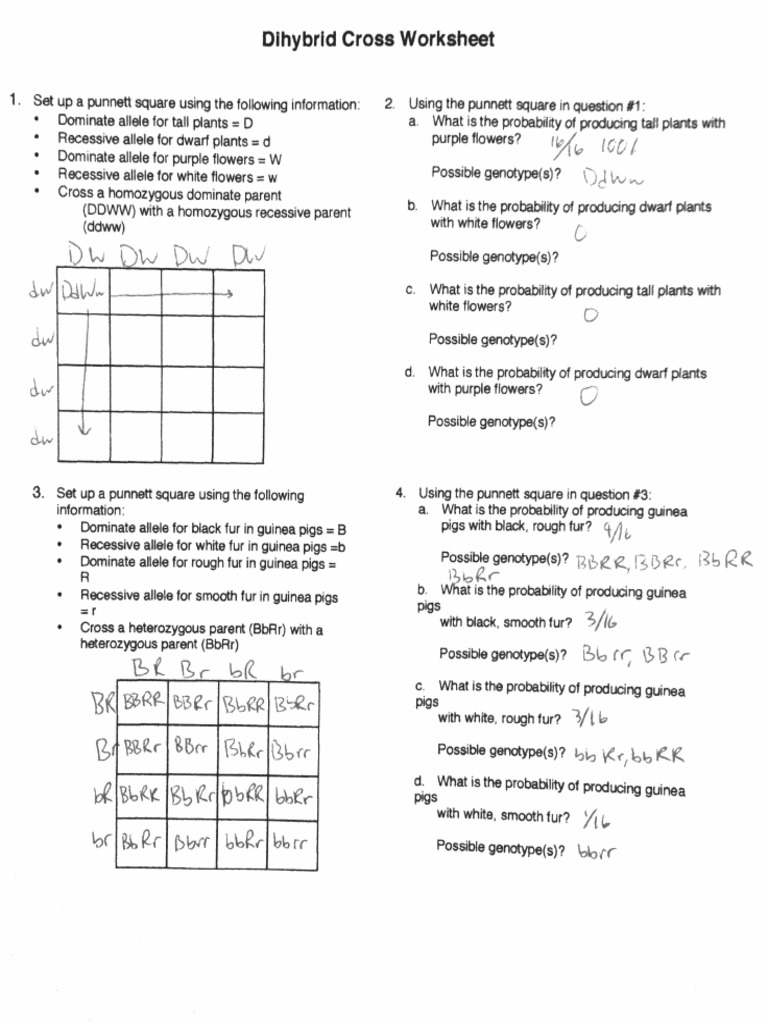 Dihybrid Cross | PDF