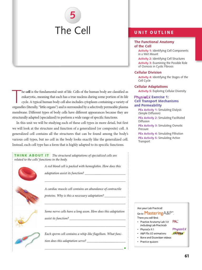 Lab Worksheet No. 3 The Cell | PDF | Mitosis | Cell Membrane