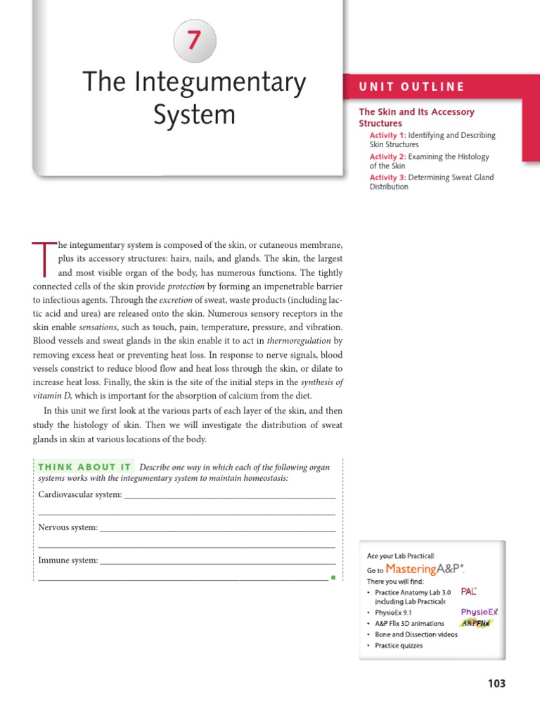 Skin Structure and Function Overview | PDF | Skin | Integumentary System