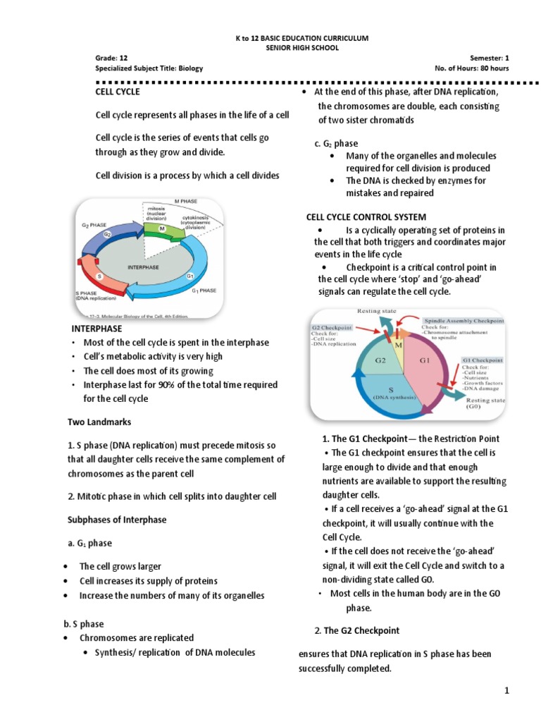 Handout Cell-Cycle | PDF