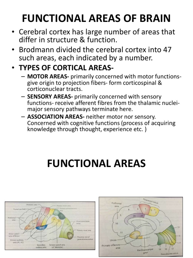 Functional Areas of the Cerebrum | PDF | Frontal Lobe | Cerebral Cortex