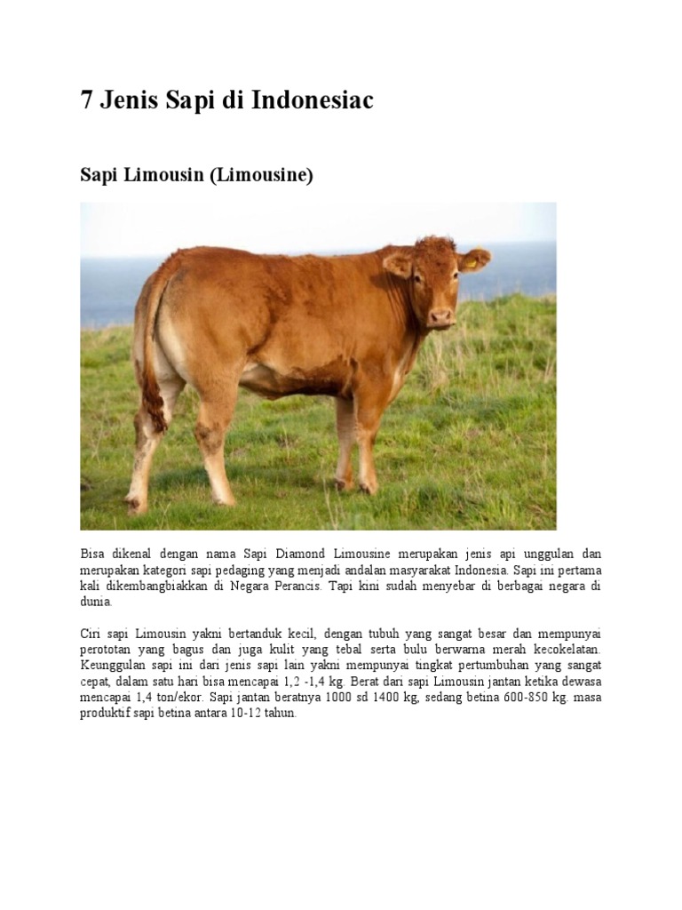 7 Jenis Sapi Di Indonesia Beserta Gambar | PDF