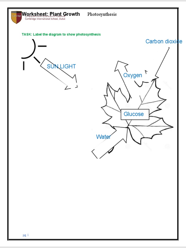 Photosynthesis and Plant Growth Worksheet | PDF | Photosynthesis | Plants