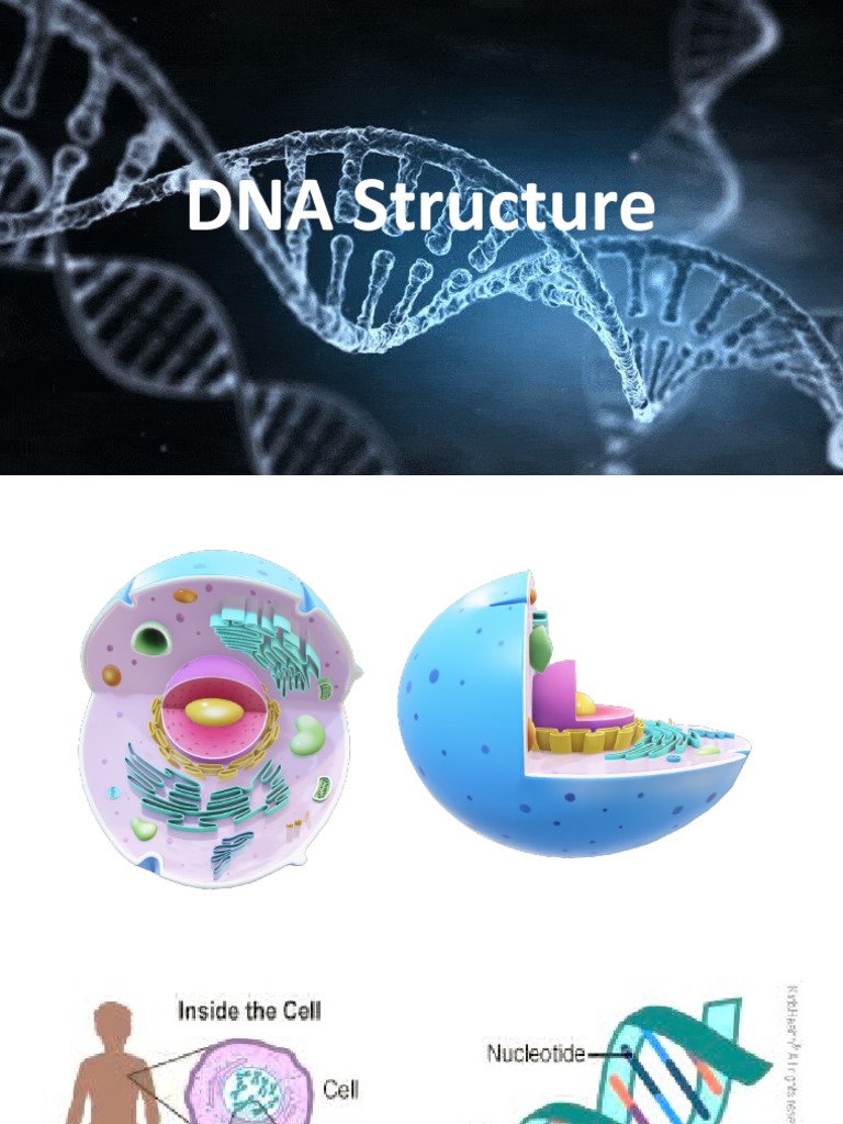 DNA Structure | PDF