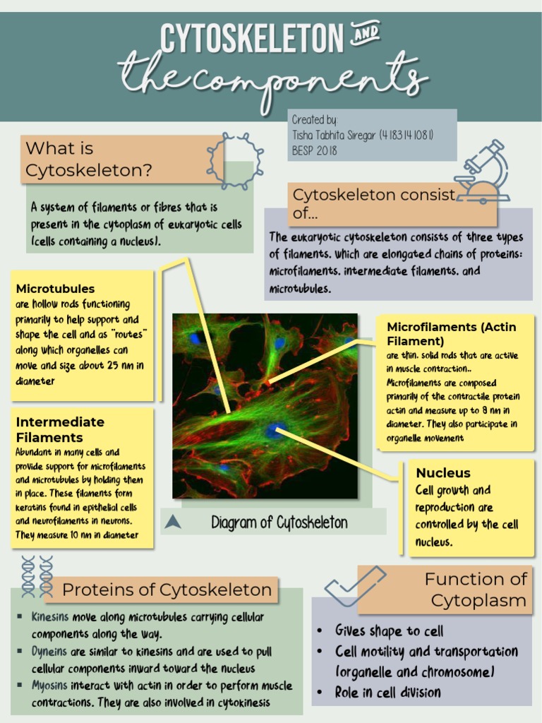 Cytoskeleton and The Components | PDF | Cytoskeleton | Cell (Biology)