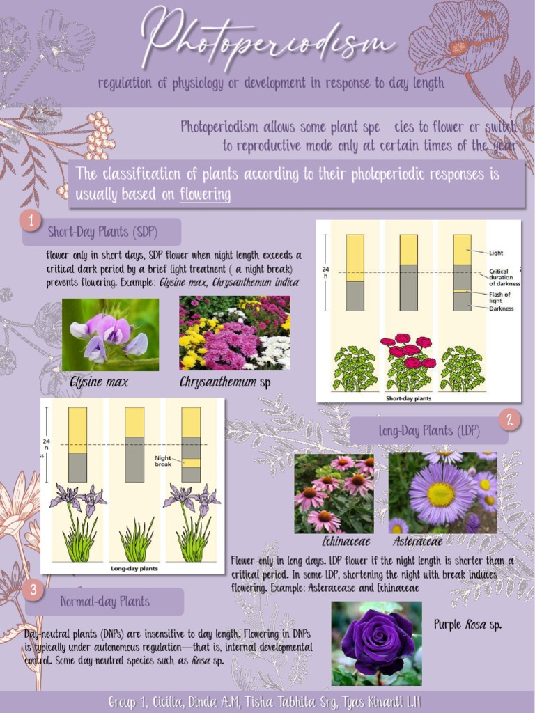 Photoperiodism | PDF