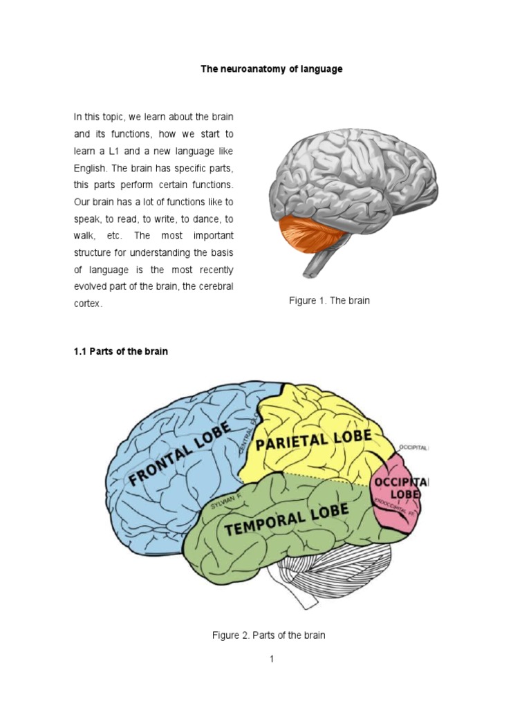 The neuroanatomy of languaje | PDF | Speech | Aphasia