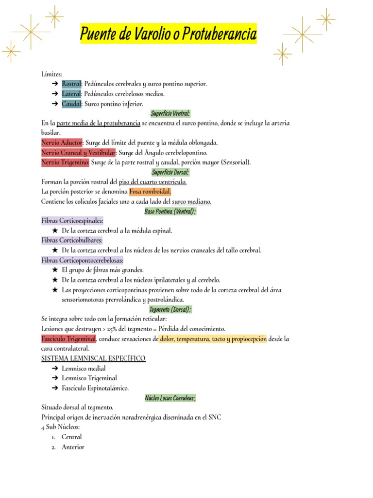 Puente de Varolio | PDF | Neurociencia | Anatomía humana
