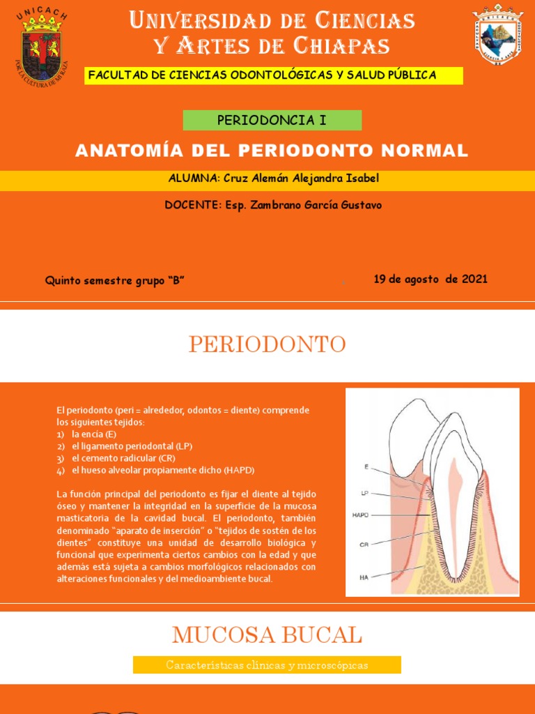 Anatomía Del Periodonto Normal | PDF