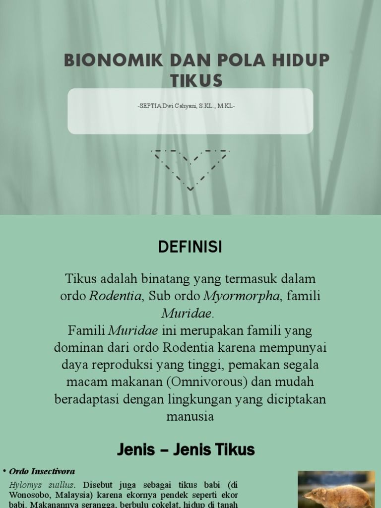 Bionomik Dan Pola Hidup Tikus | PDF