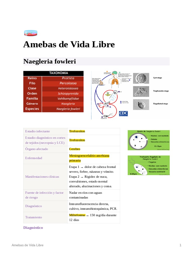 Amebas de Vida Libre | PDF | Inmunología | Epidemiología