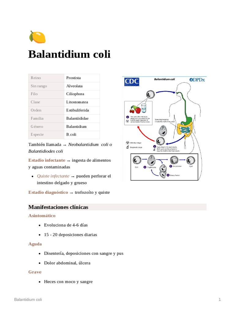 Balantidium Coli | PDF | Microbiología | Gastroenterología