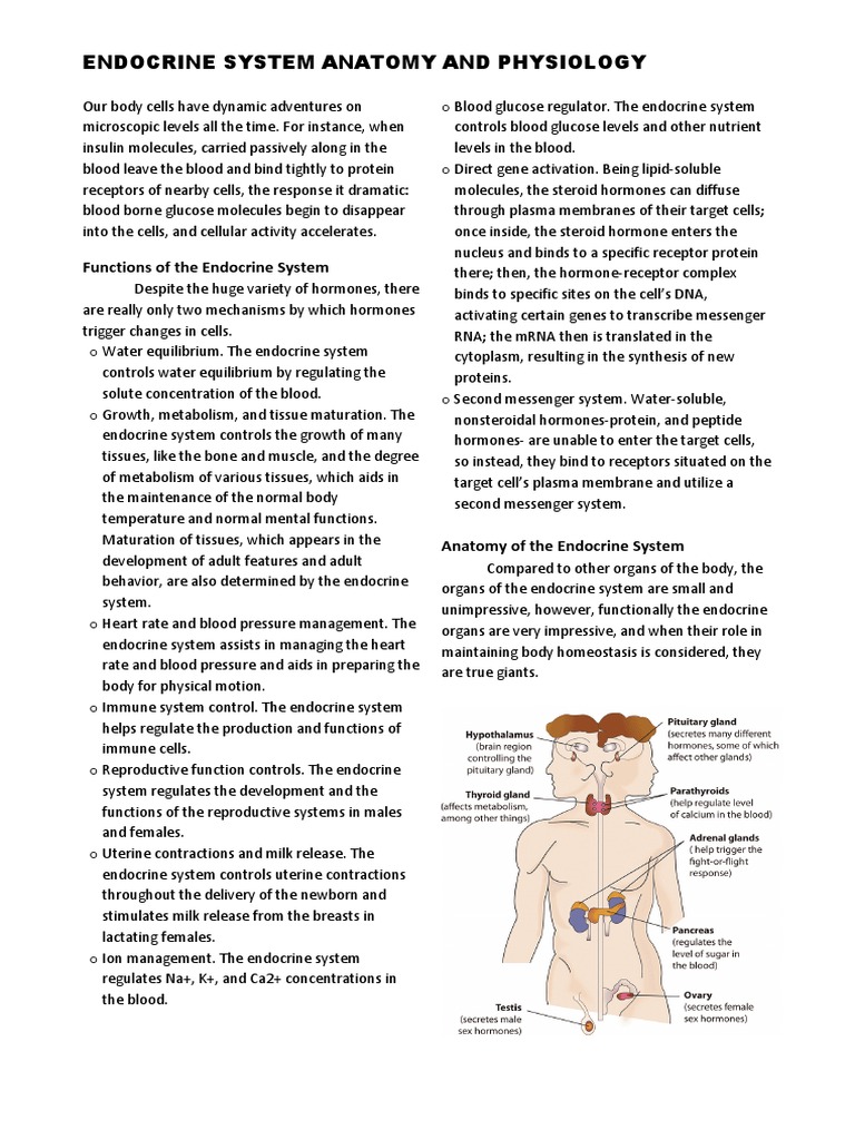 Endocrine System | PDF | Endocrine System | Adrenal Gland