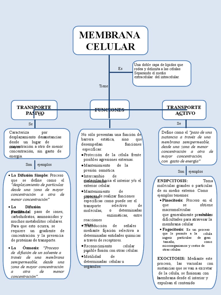 Mapa-conceptual-de-la-Membrana-Celular-4 | PDF | Membrana celular | Biología Celular)