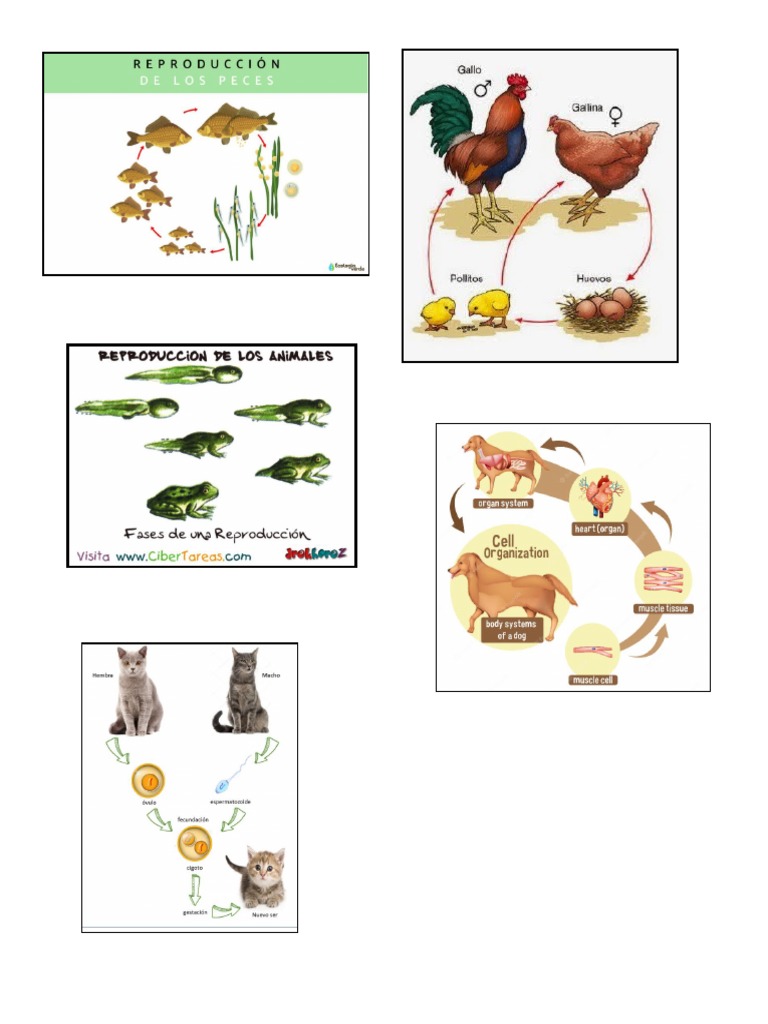 Reproduccion de Los Animales | PDF