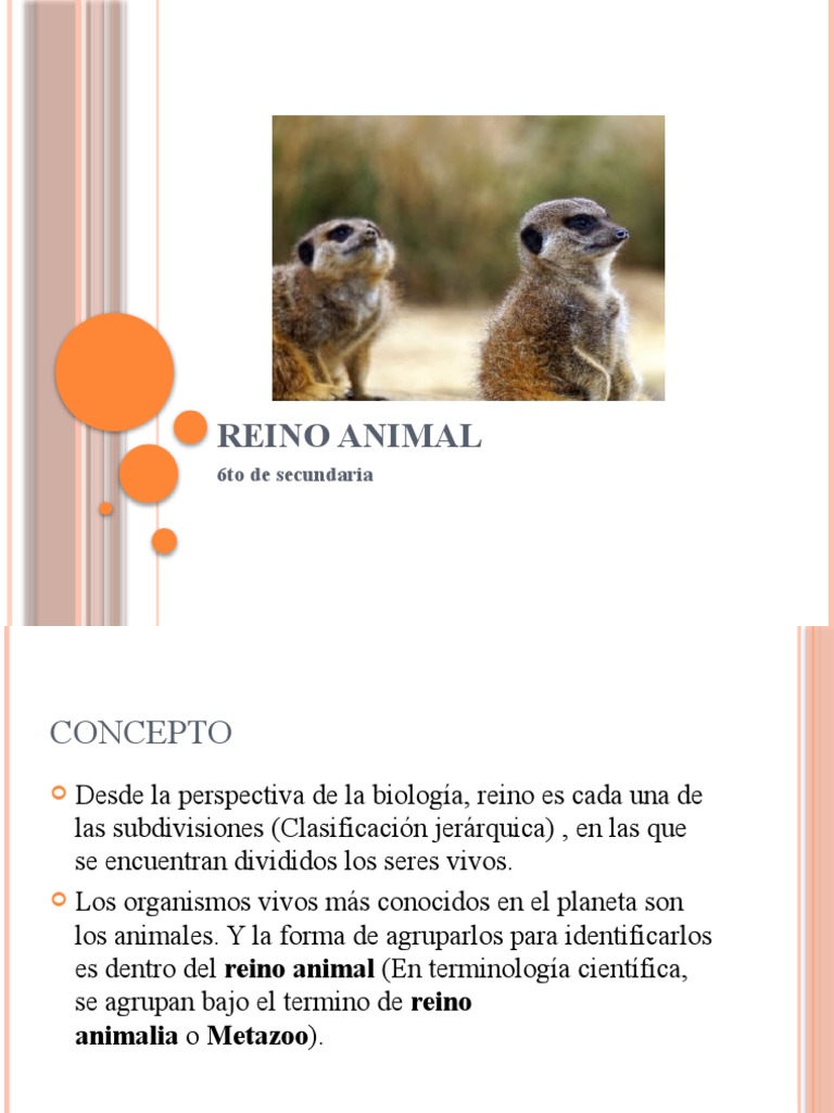 Reino Animal 1 | PDF | Embrión | Biología Celular)