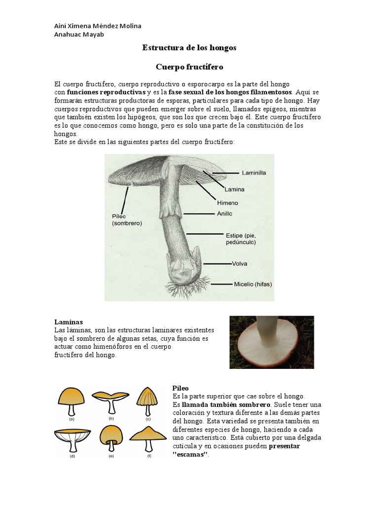 Estructura de Los Hongos 1 | PDF | Hongo | Eucariotas