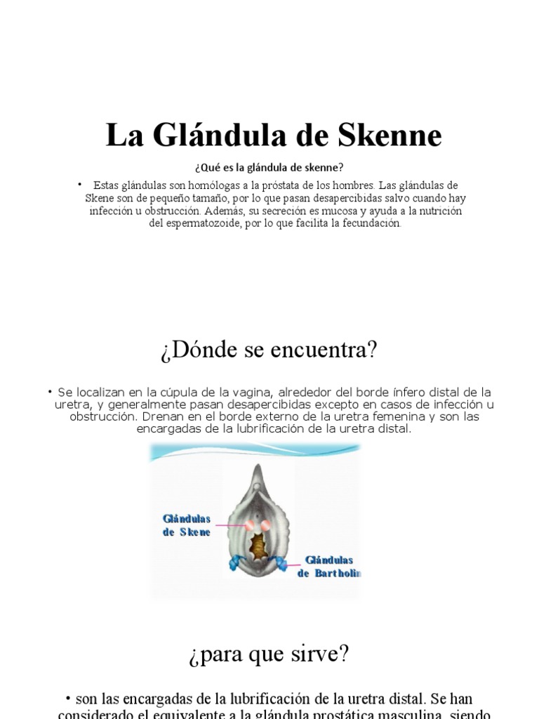 Glándula de Skene: Función y Ubicación | PDF | Relaciones personales ...