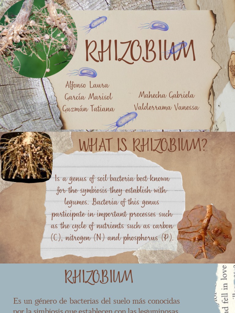Rhizobium | PDF | Horticultura | Plantas