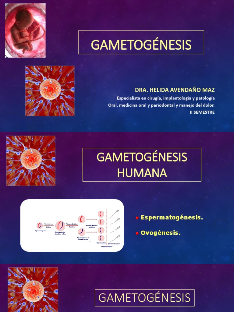 Gametogénesis Humana: Procesos y Funciones | PDF | Ciencia y matemáticas
