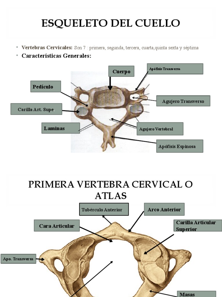 Anatomía del cuello y mandíbula | PDF | Articulación | Sistema esquelético