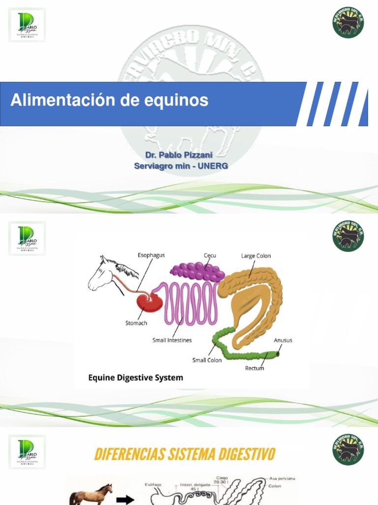 Nutrición Equina: Guía Práctica | PDF | Alimentos | Sustancias químicas