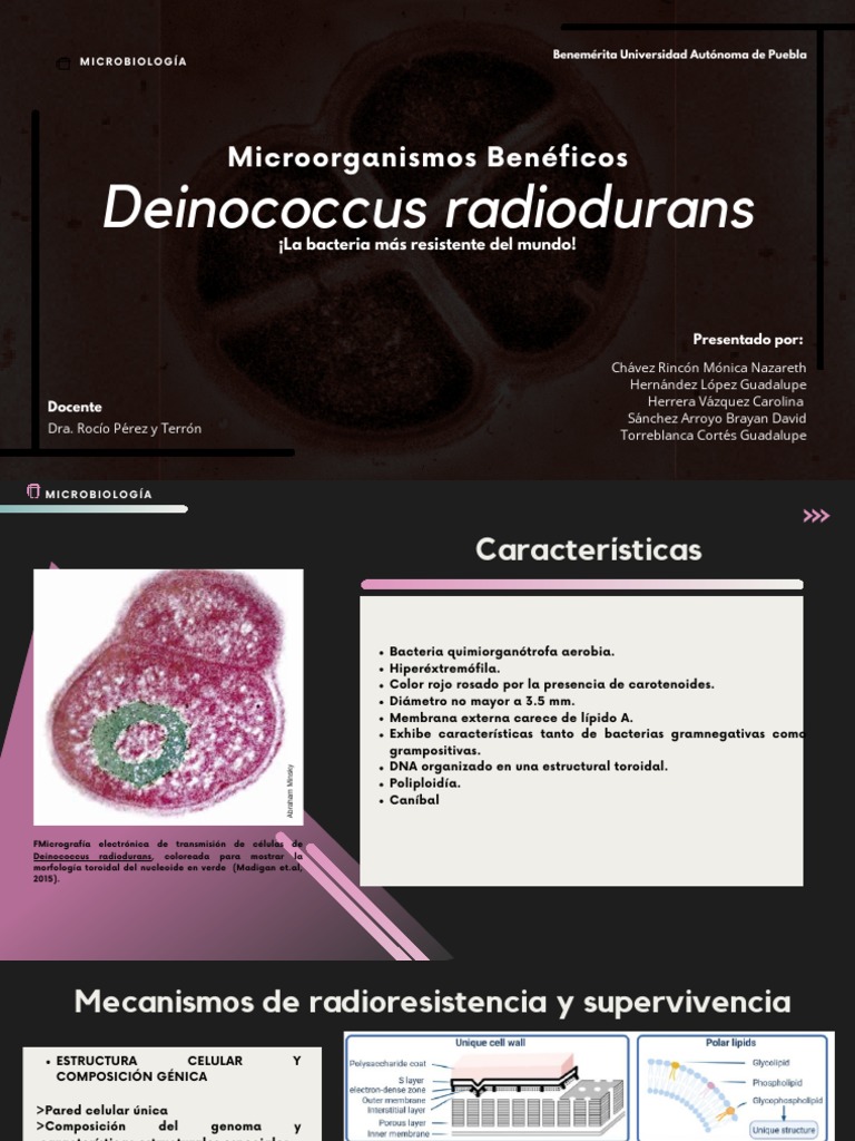 Características de Deinococcus radiodurans | PDF