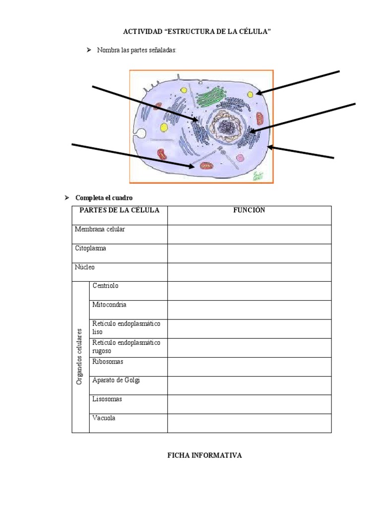 Actividad Estructura de La Celula | PDF | Citoplasma | Biología Celular)