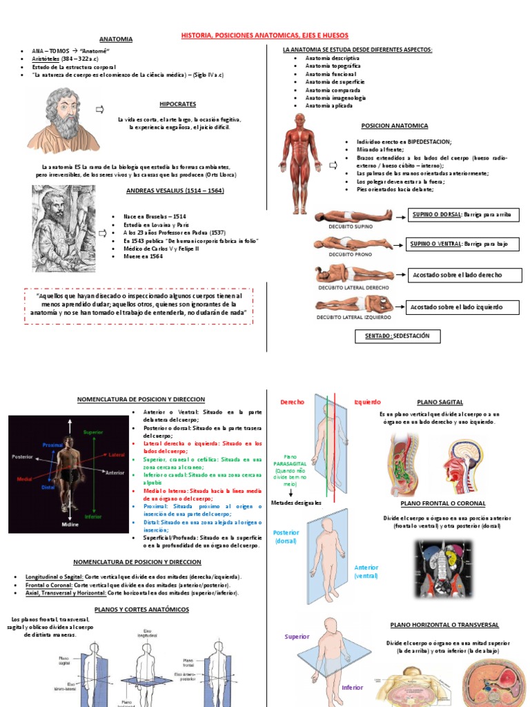 Anatomía: Historia y Posiciones Clave | PDF | Hueso | La columna vertebral