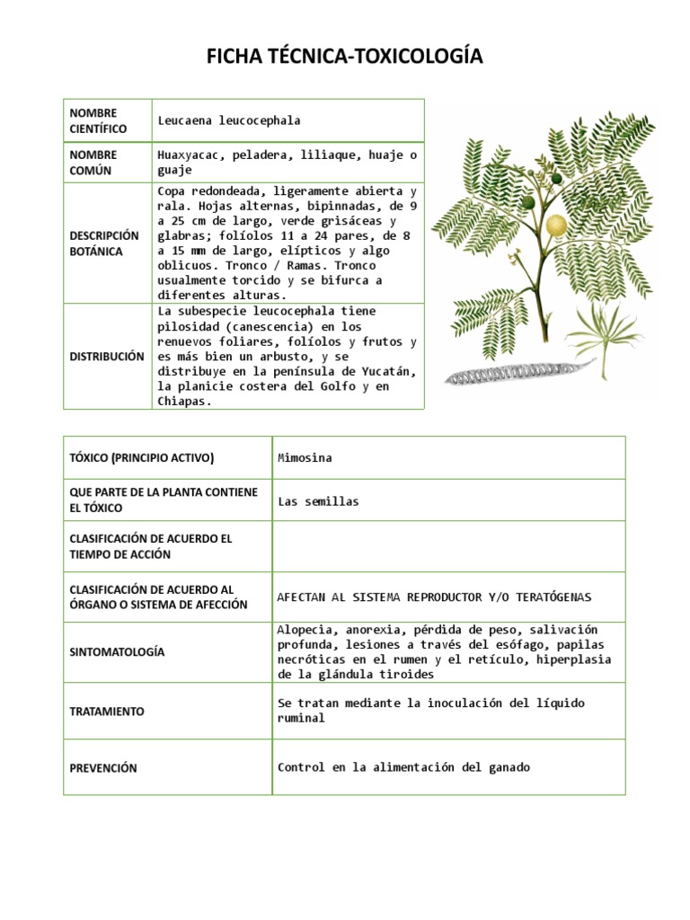 Toxicidad de Leucaena leucocephala | PDF
