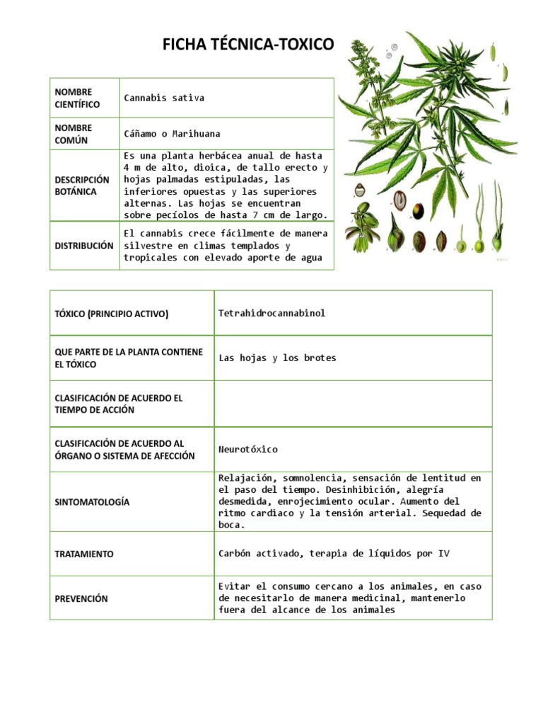 Cannabis | PDF