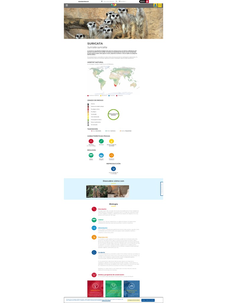 Todo Sobre Suricatos | PDF | Suricata
