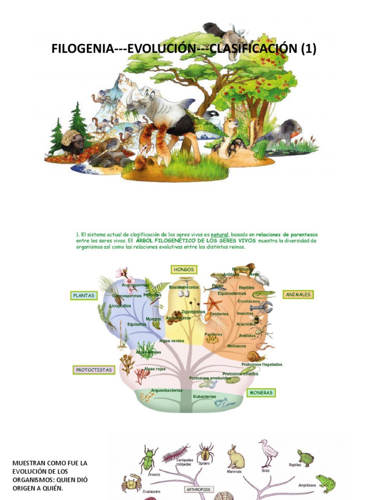 Filogenia Evolución | PDF | Clade | Taxa