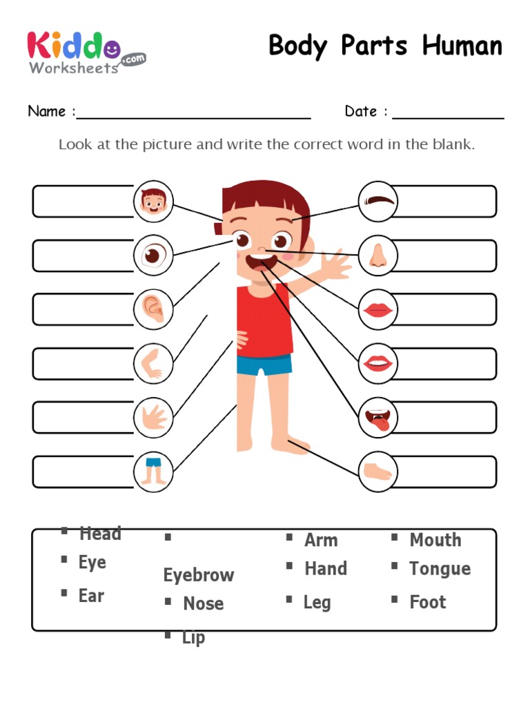 Label The Body Parts of Human Worksheet | PDF