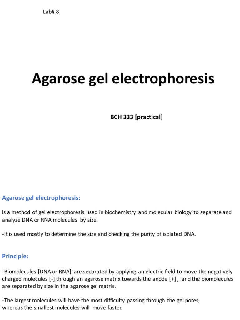 Agarose Gel Electrophoresis | PDF | Gel Electrophoresis | Agarose Gel Electrophoresis