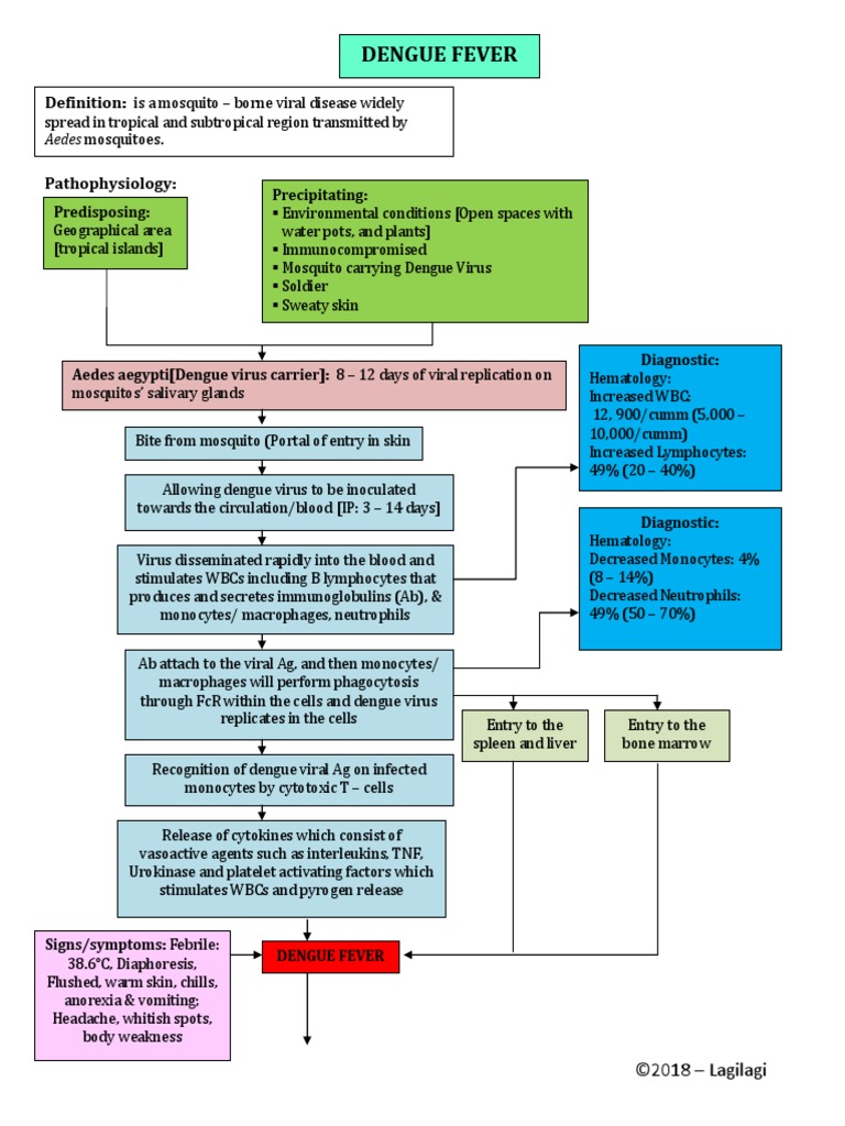 Dengue Fever Pathogenesis and Diagnosis | PDF | White Blood Cell | Monocyte
