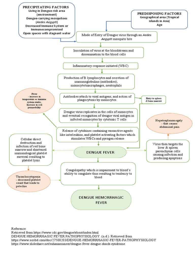 Pathophysiology Dengue | PDF | White Blood Cell | Monocyte