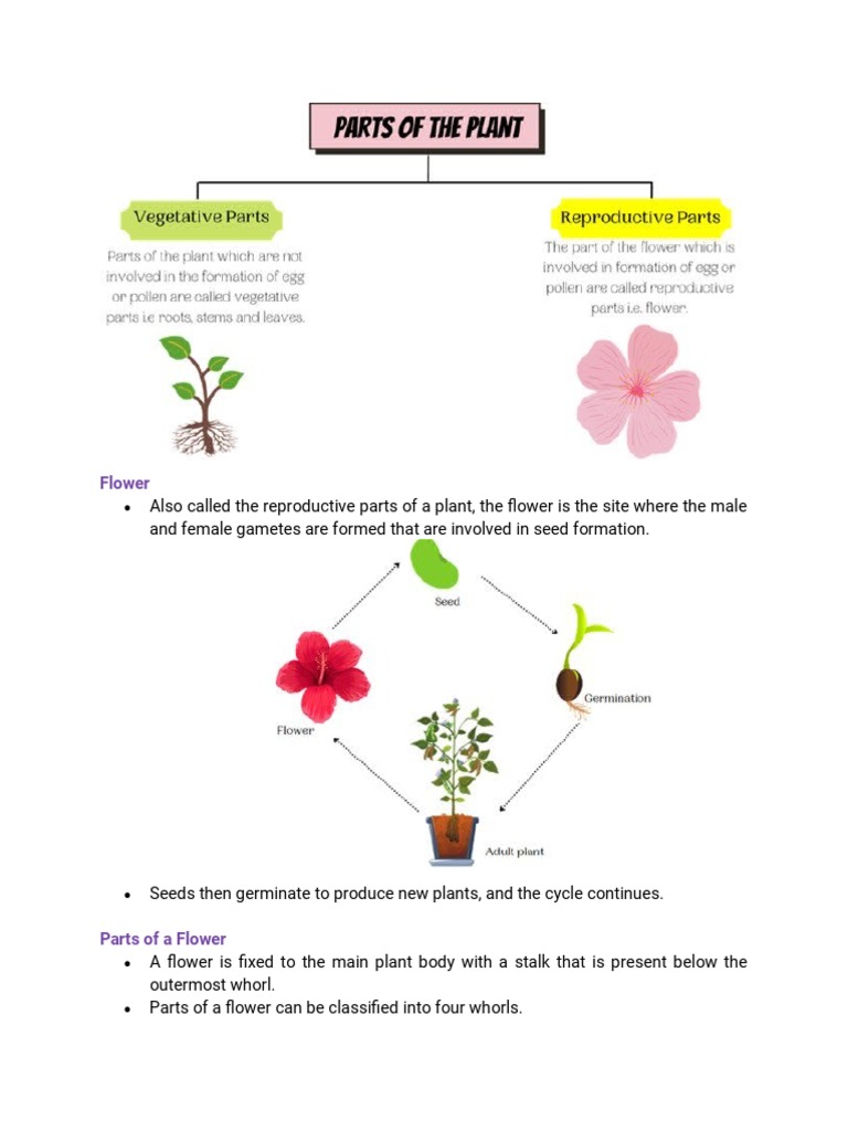 Flower Notes Grade 5 | PDF | Flowers | Pollination
