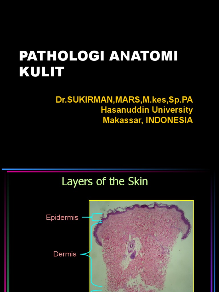 Skin Anatomy and Histology Overview | PDF | Epidermis | Skin