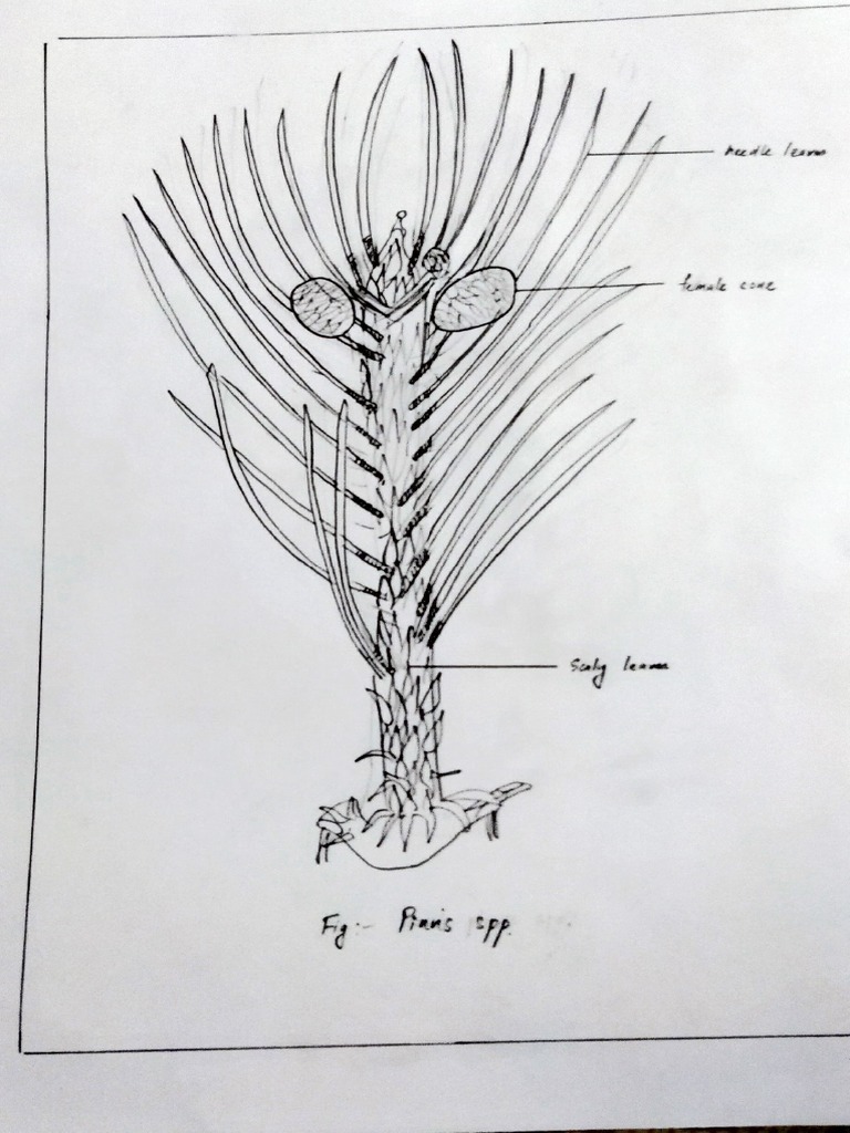 Experiment 4A: Plant Tissue Analysis | PDF