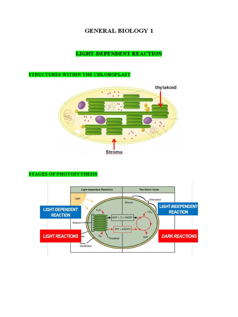 GENERAL BIOLOGY 1 (LIGHT-DEPENDENT REACTIONS) | PDF | Photosynthesis ...
