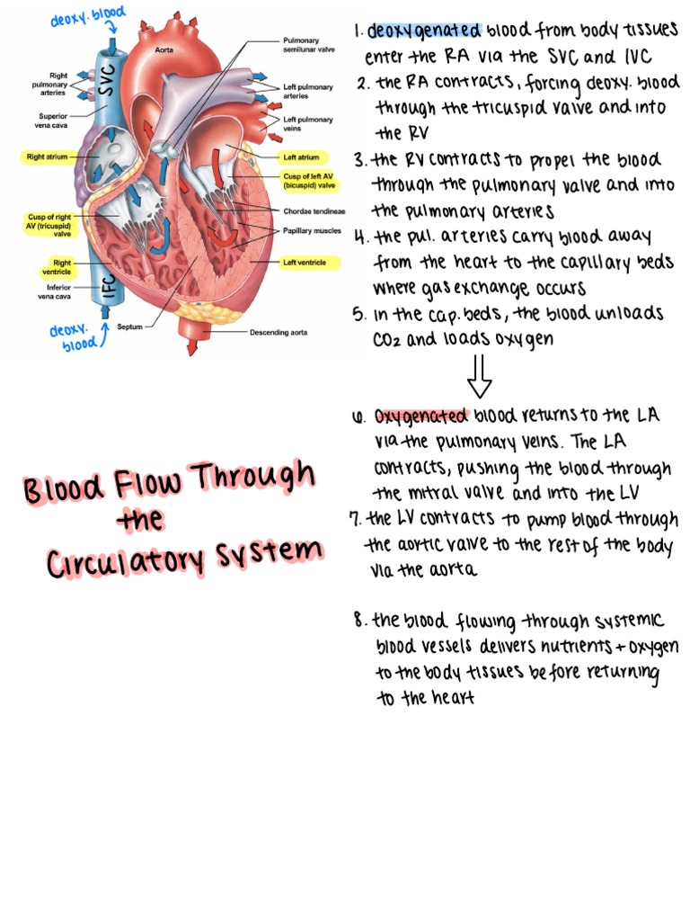 Blood Flow Through Circulatory System | PDF