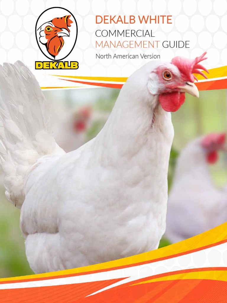 Dekalb White Chicken Management Guide | PDF | Poultry Farming | Beak