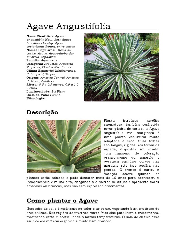 Agave Angustifolia | PDF | Plantas | Botânica