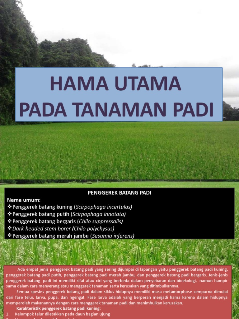 Hama Pada Padi | PDF