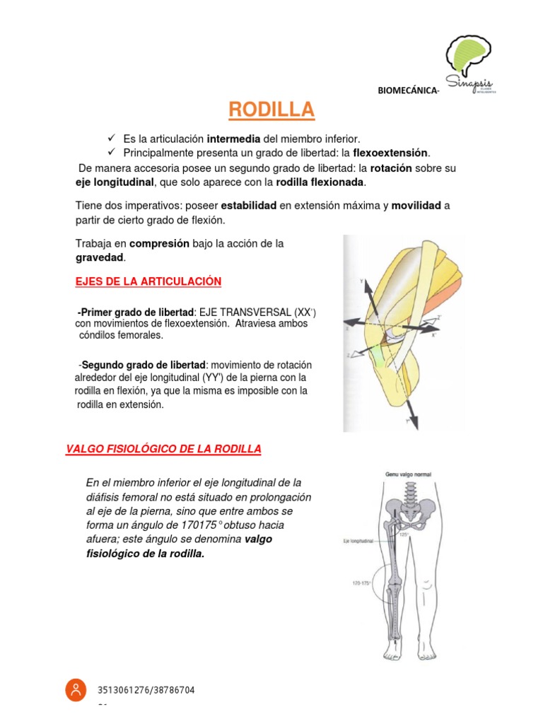 RODILLA | PDF | Rodilla | Sistema musculoesquelético
