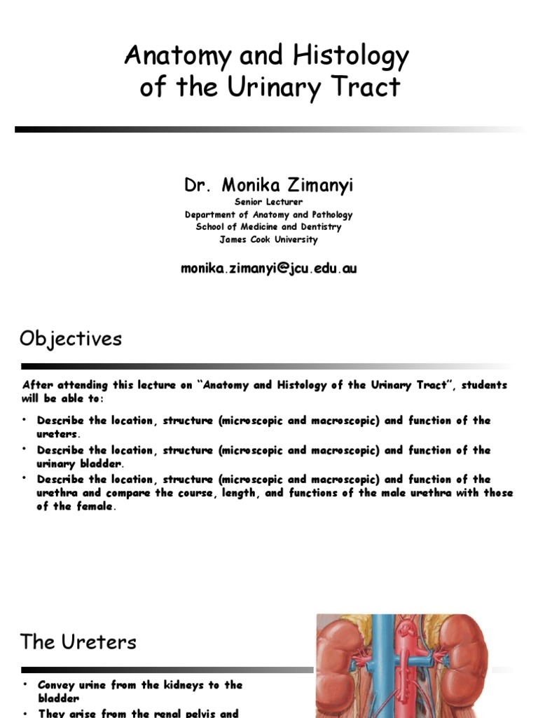 MD2011 Week 5 HRM Anatomy & Histology of The Urinary Tract Notes | PDF ...