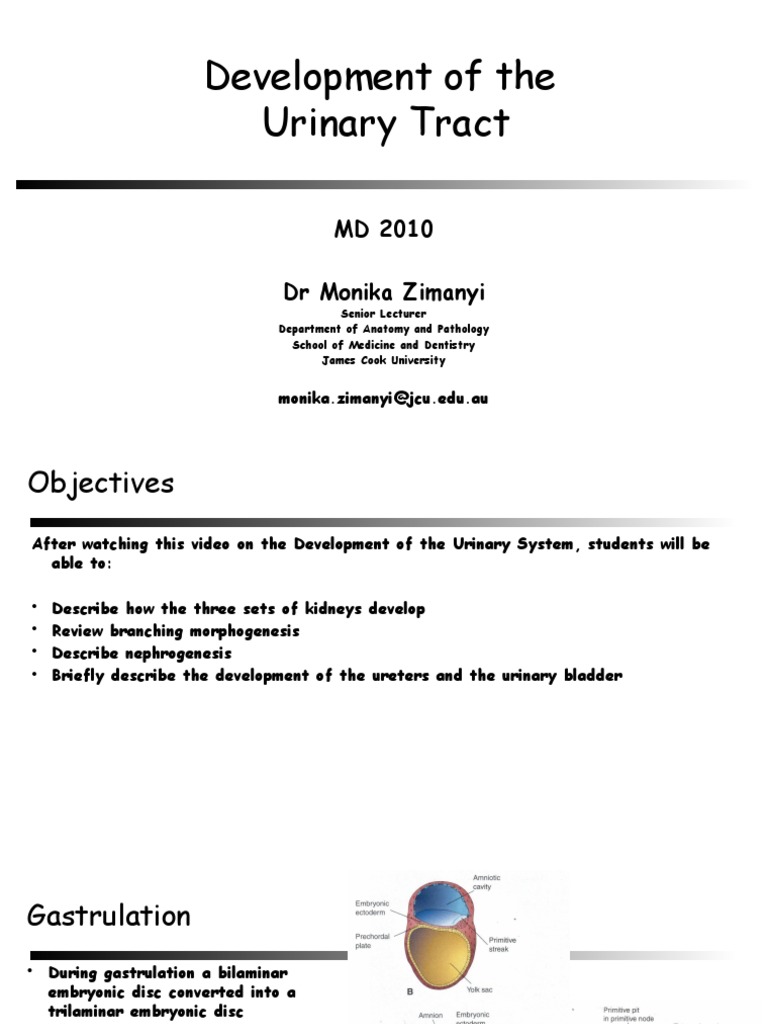 MD2011 Week 5 HRM Development of The Urinary Tract Notes | PDF | Kidney ...