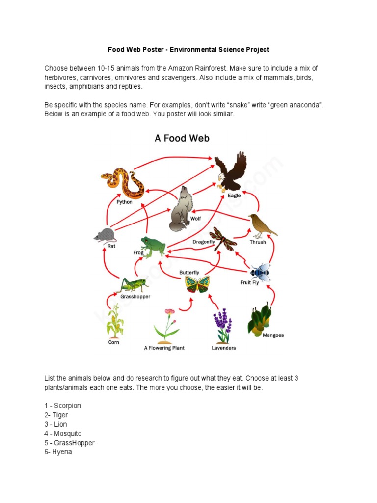 Food Web Project | PDF | Wellness